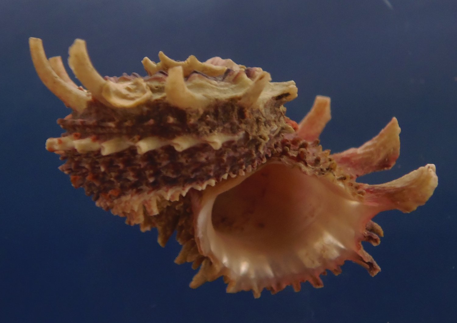 90550 Seashell Angaria poppei, 43 mm