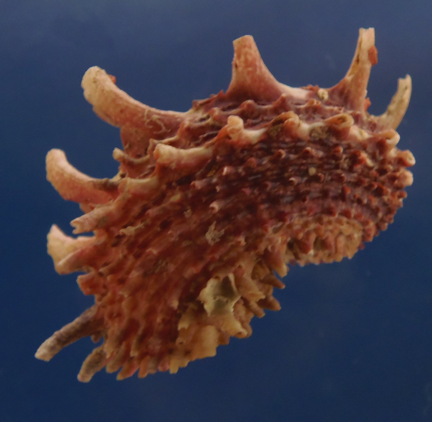 90550 Seashell Angaria poppei, 43 mm