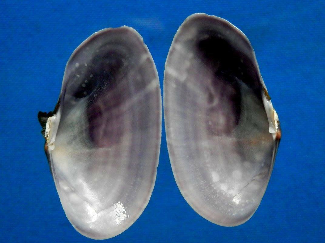 Gems Under the Sea 04291 Seashell Gari elongata, 50 mm