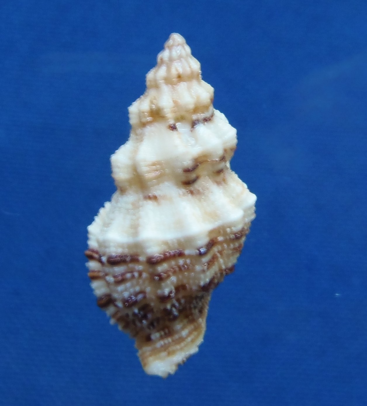 Gems Under the Sea 81730 Seashell Ergalatax contracta, 27 mm