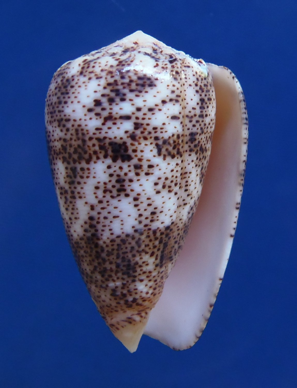 B239 Gems Under the Sea 77243 Seashell Conus arenatus, 33 mm