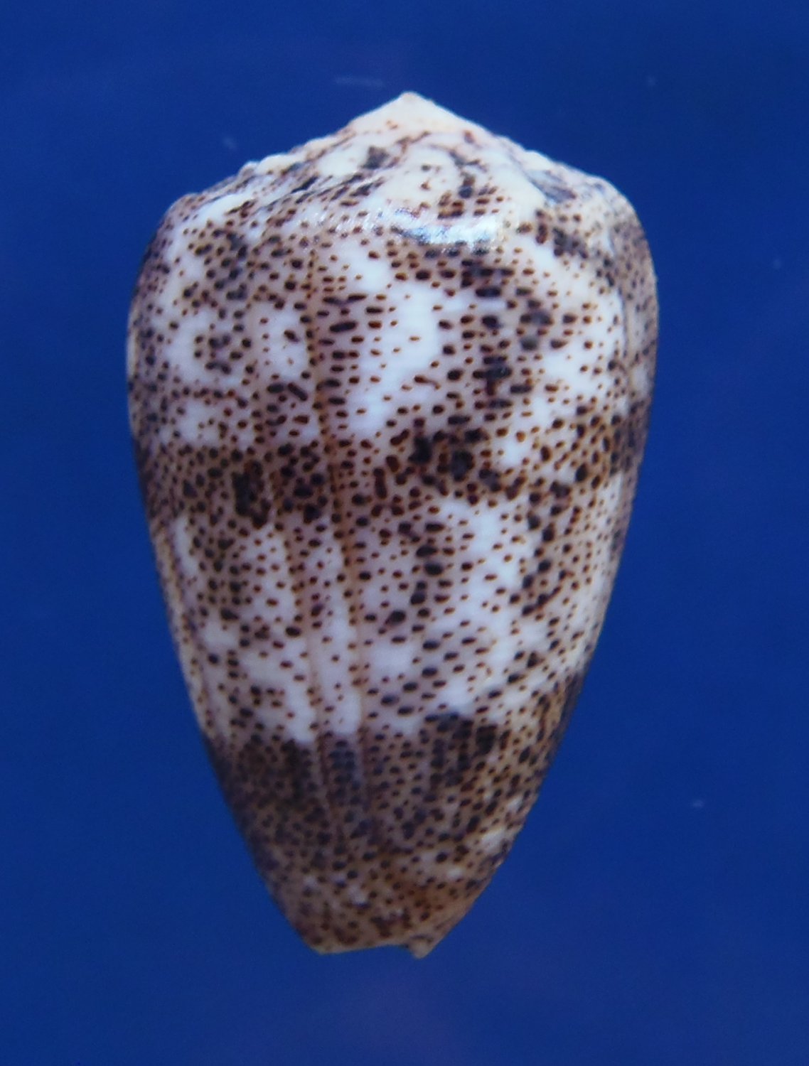 B239 Gems Under the Sea 77243 Seashell Conus arenatus, 33 mm