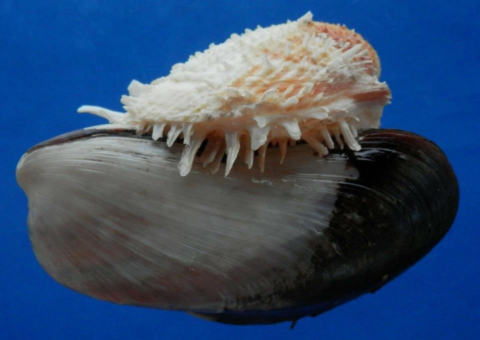 49503 Seashell Philippine Horse Mussel Modiolus philippinarum, 108.3 mm