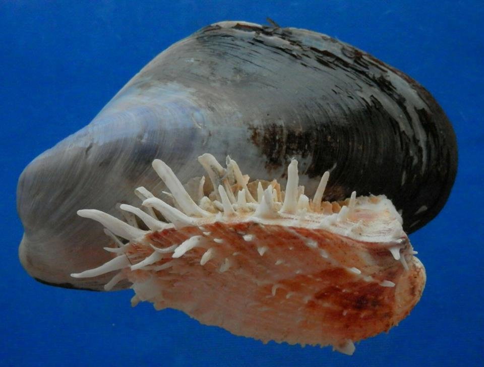 49503 Seashell Philippine Horse Mussel Modiolus philippinarum, 108.3 mm