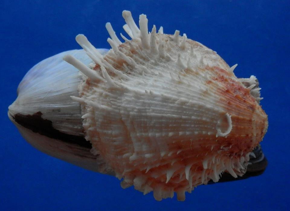 49503 Seashell Philippine Horse Mussel Modiolus philippinarum, 108.3 mm