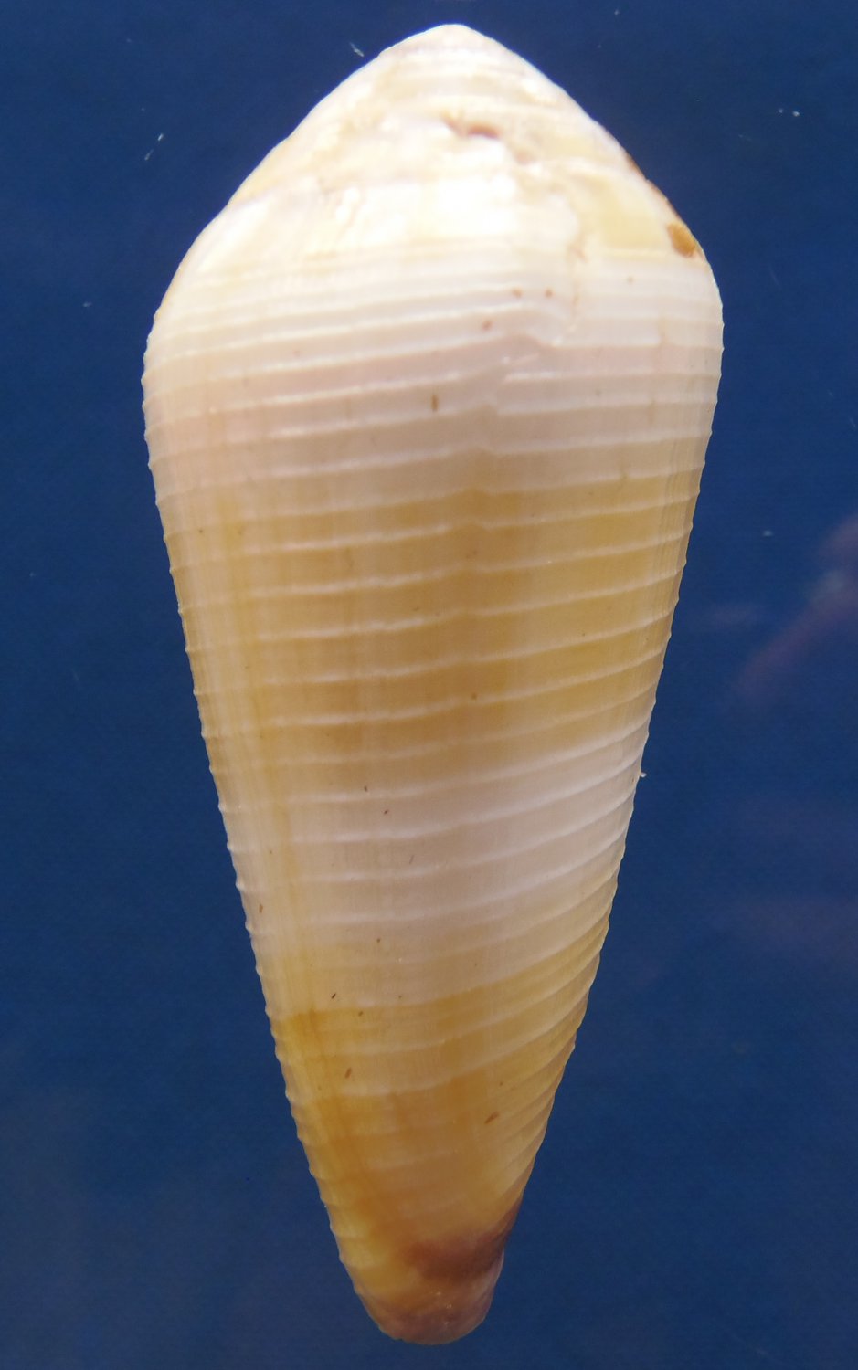 B243 Gems Under the Sea 81781 Seashell Cone Snails Conus terebra 60.4 mm