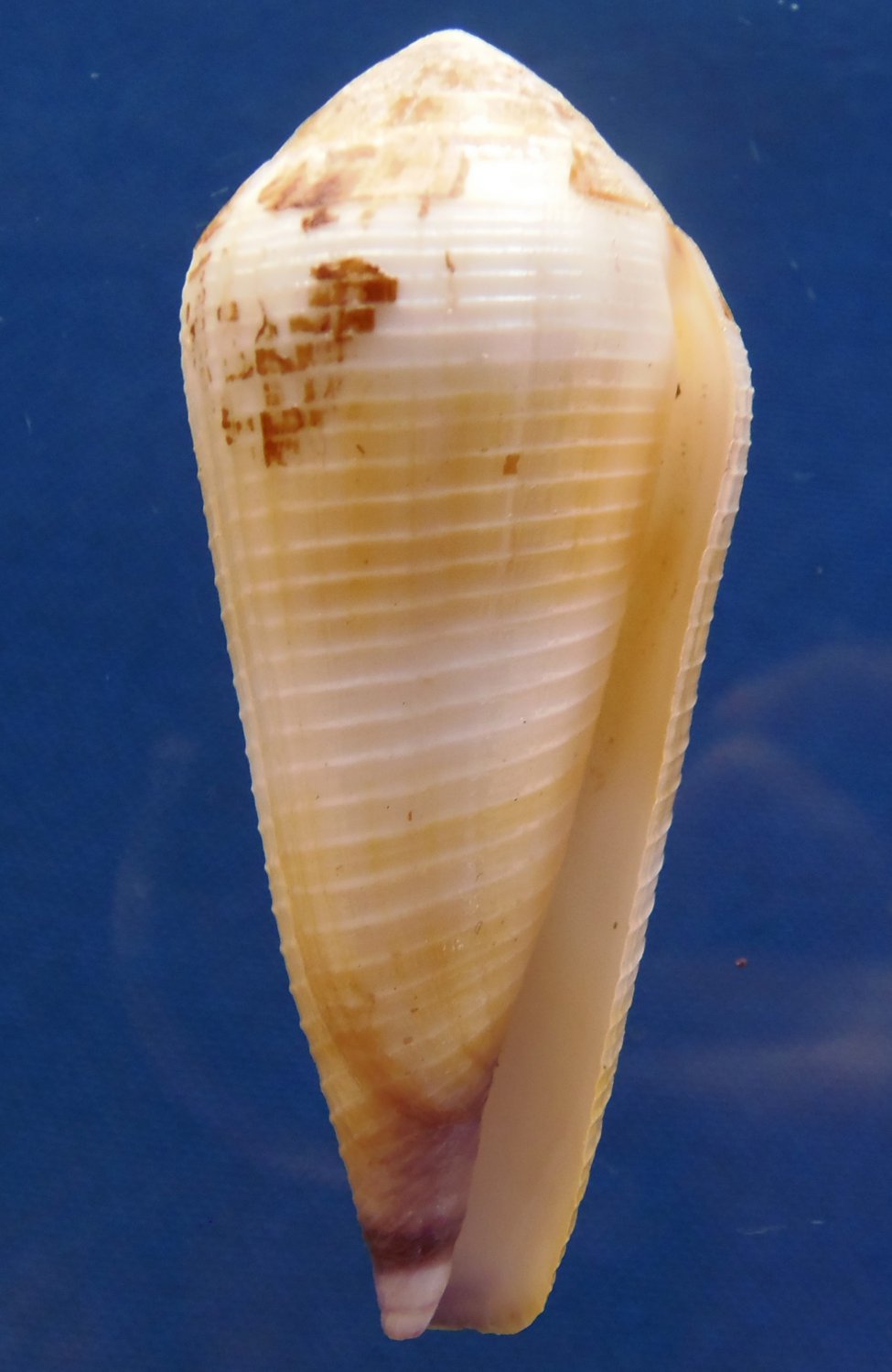 B243 Gems Under the Sea 81781 Seashell Cone Snails Conus terebra 60.4 mm