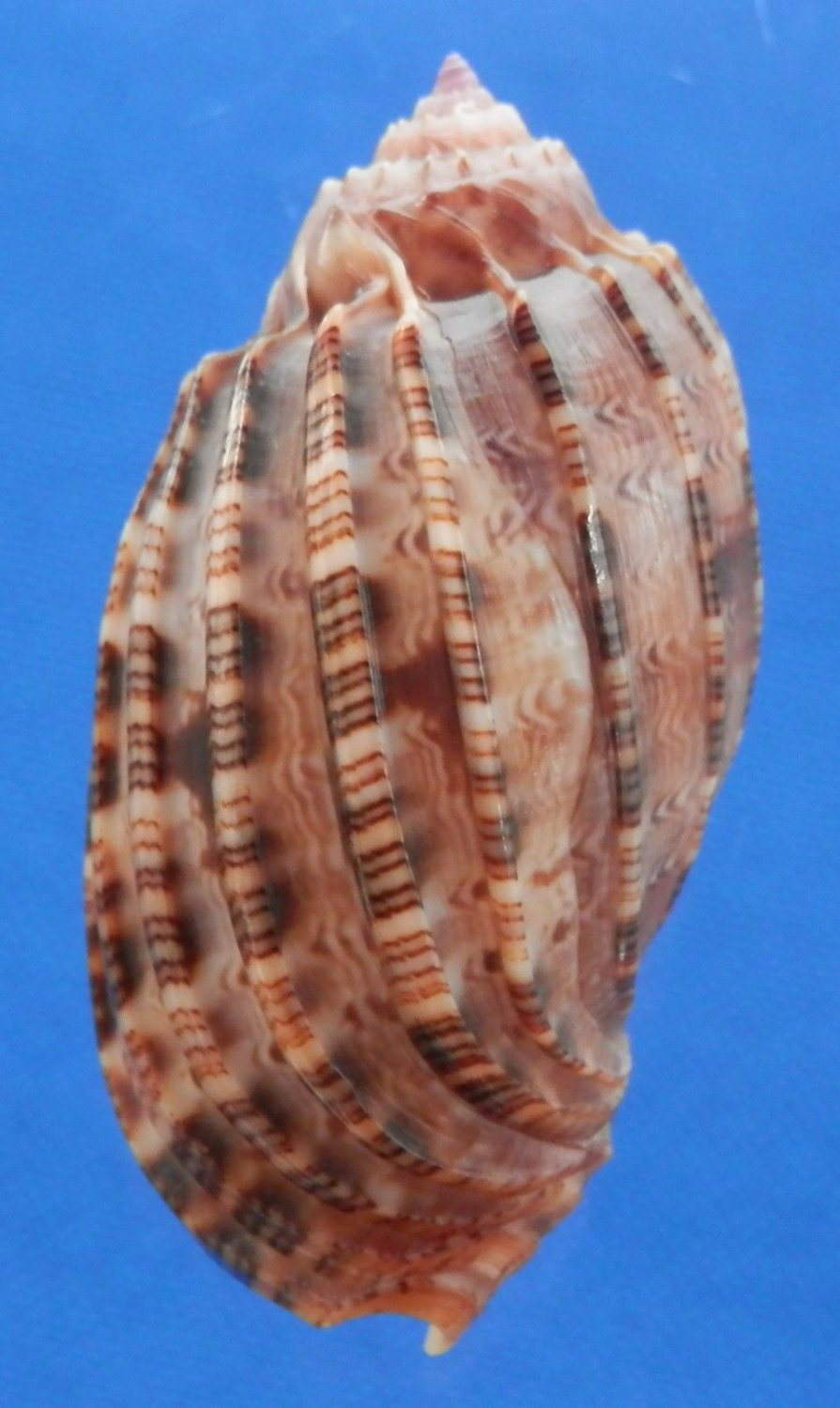 Gems Under the Sea 05519 Seashell Lesser Harp Harpa amouretta, 54 mm