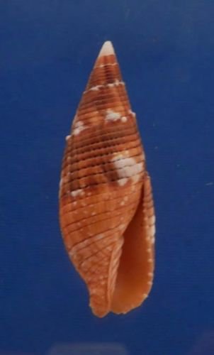 Gems Under the Sea 02483 Seashell Mitra imperialis, 48.5 mm