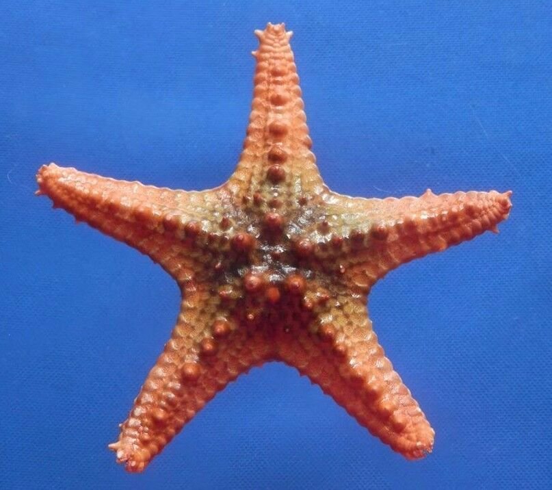 Gems Under the Sea 75596 Sea star- Pentaceraster mammillatus, 110 mm