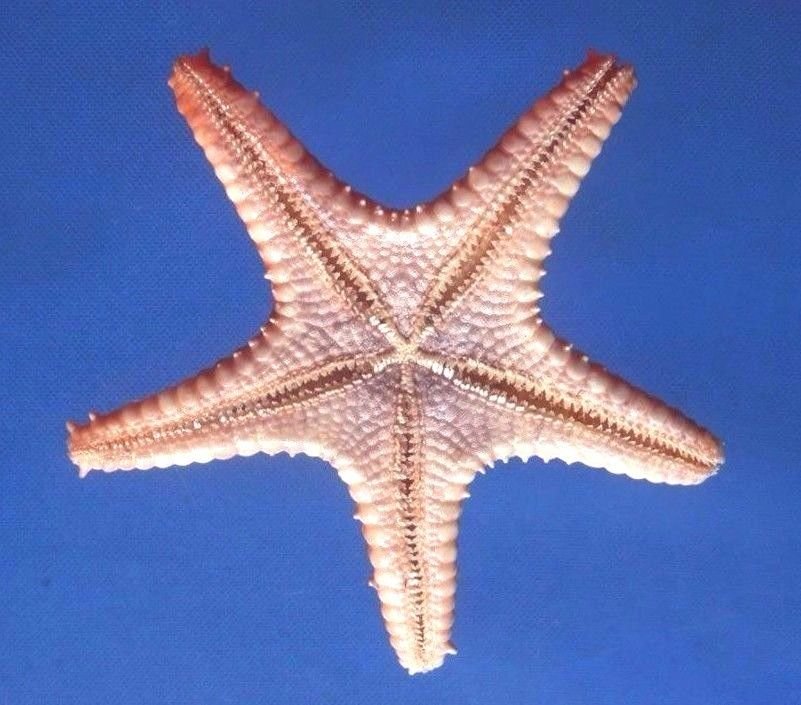 Gems Under the Sea 75596 Sea star- Pentaceraster mammillatus, 110 mm