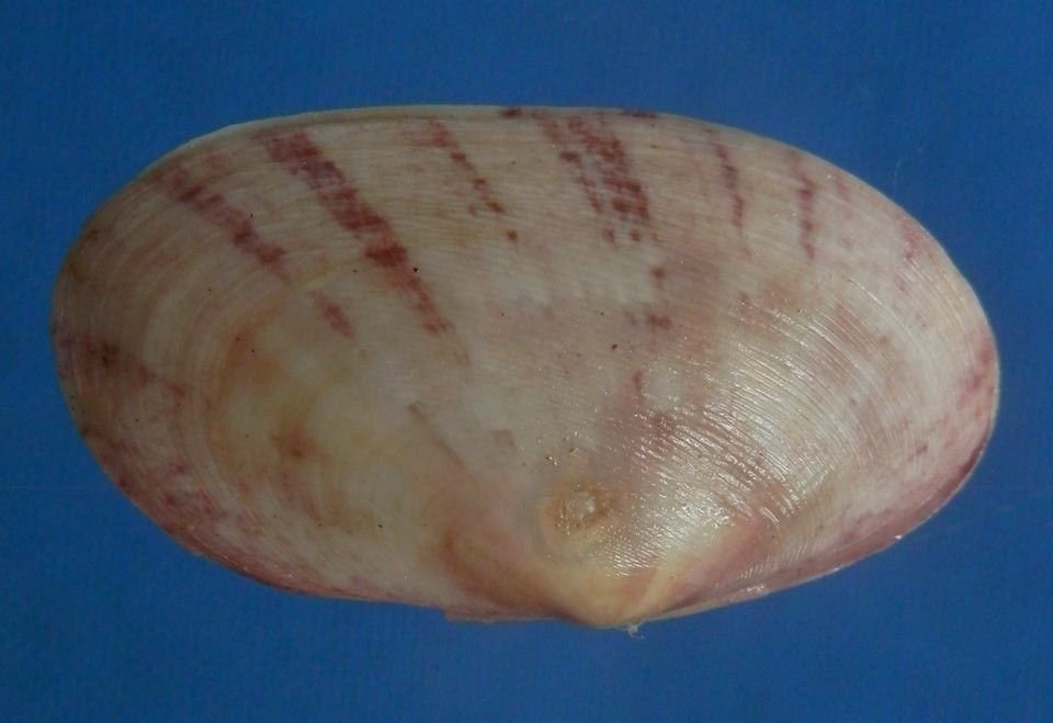 Gems Under the Sea 50202 Seashell Gari maculosa 37.6 mm