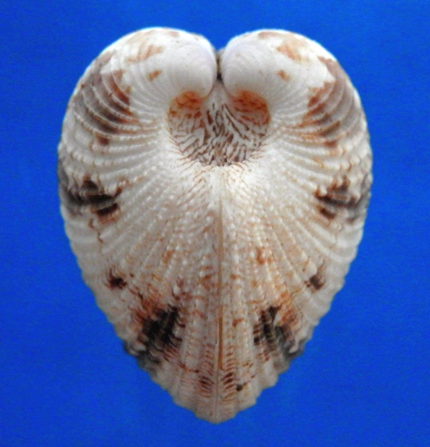 Gems Under the Sea 60909 Seashell Dosinia histrio, 38.5 mm