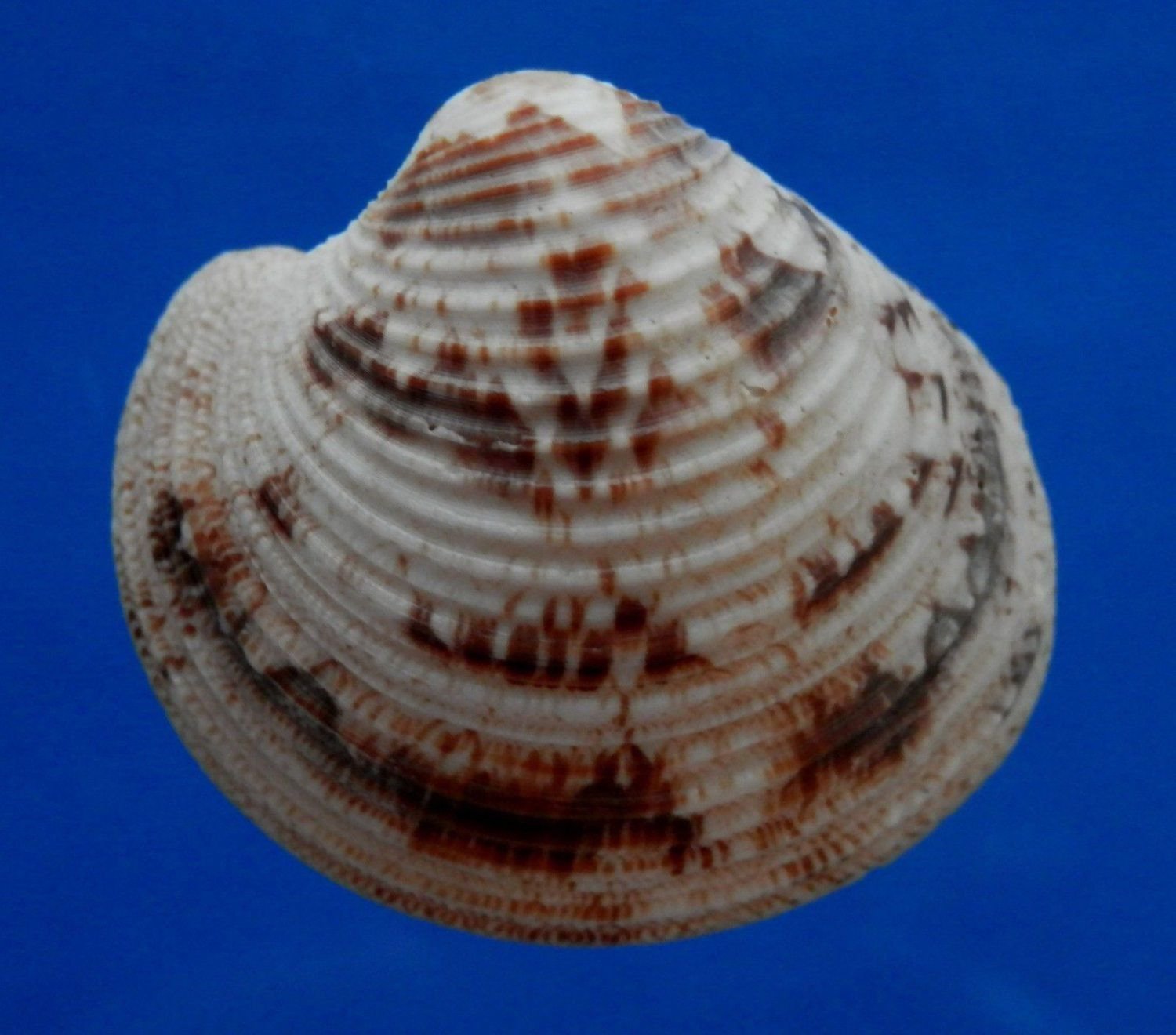 Gems Under the Sea 60909 Seashell Dosinia histrio, 38.5 mm
