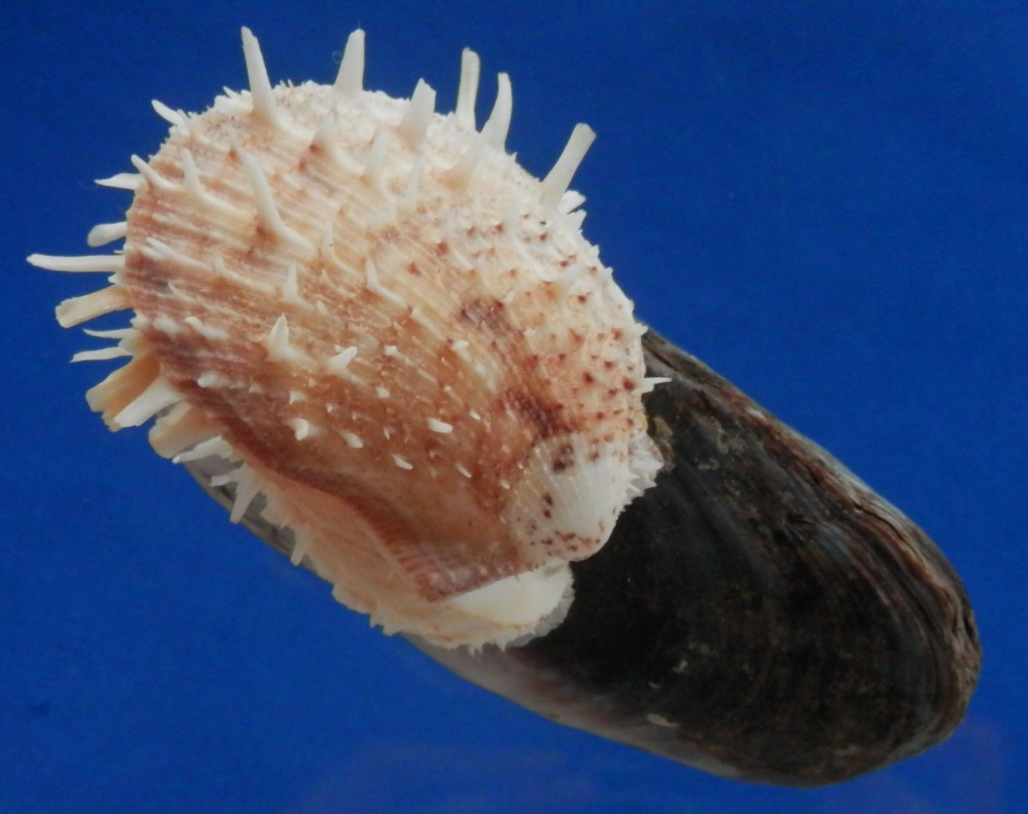 Gems Under the Sea 52838 Seashell Modiolus philippinarum w/ Spondylus ...