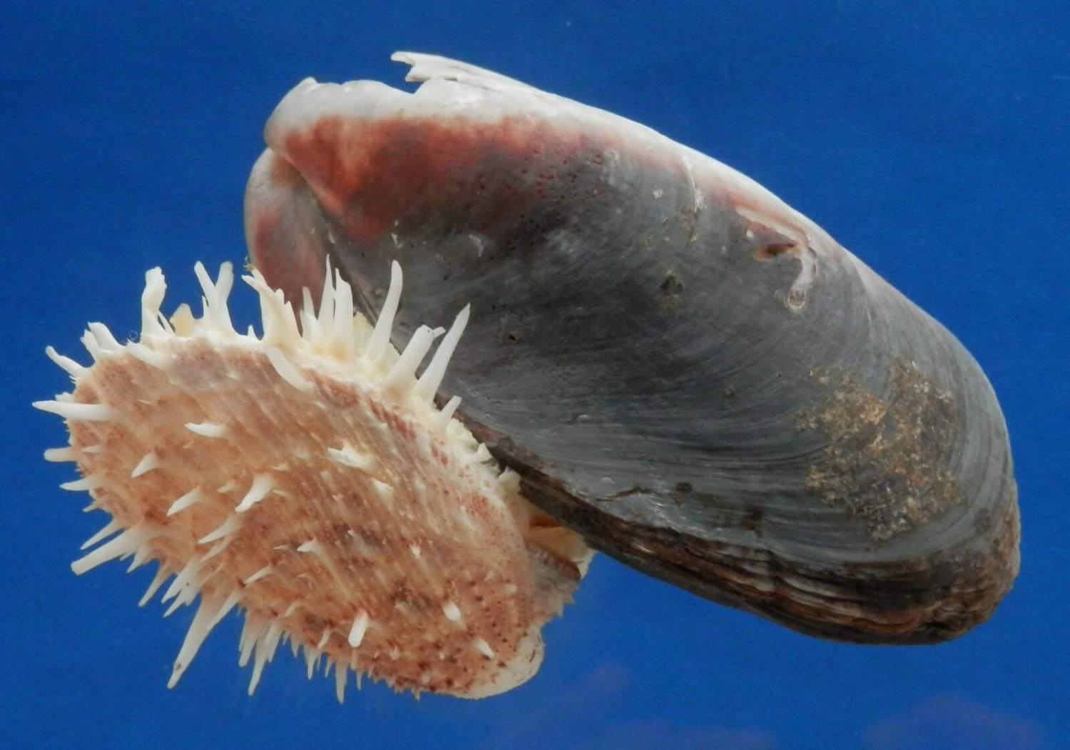 Gems Under the Sea 52838 Seashell Modiolus philippinarum w/ Spondylus ...