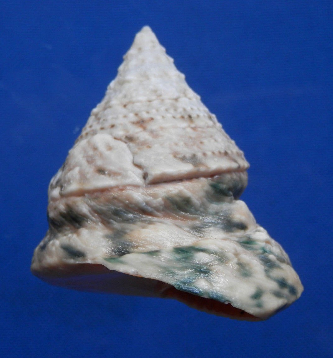 Gems Under the Sea 04890 Seashell Pyram top shell- Tectus pyramis, 54 ...