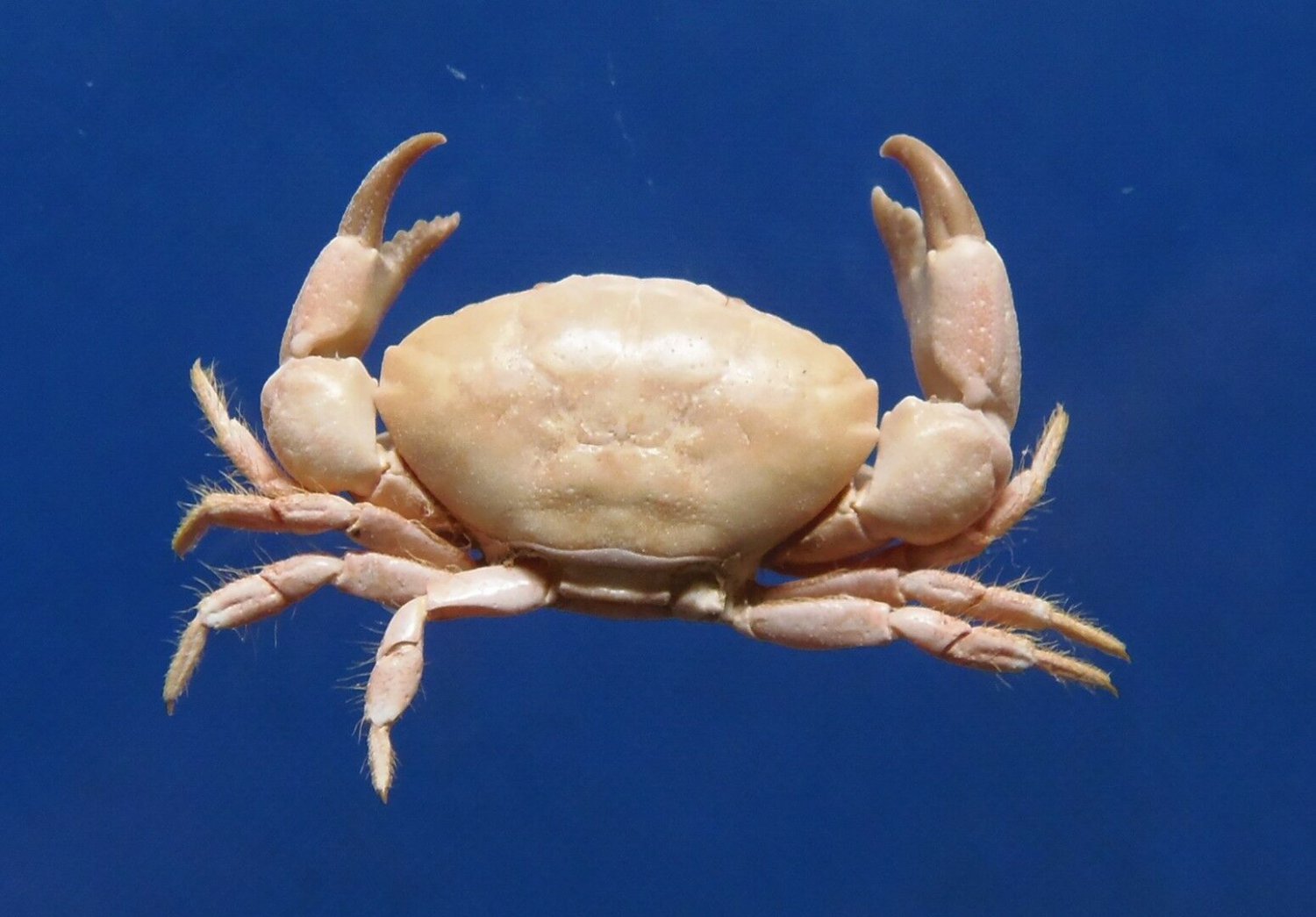 Gems Under the Sea 81467 Round Crab Lachnopodus bidentatus Crab ...