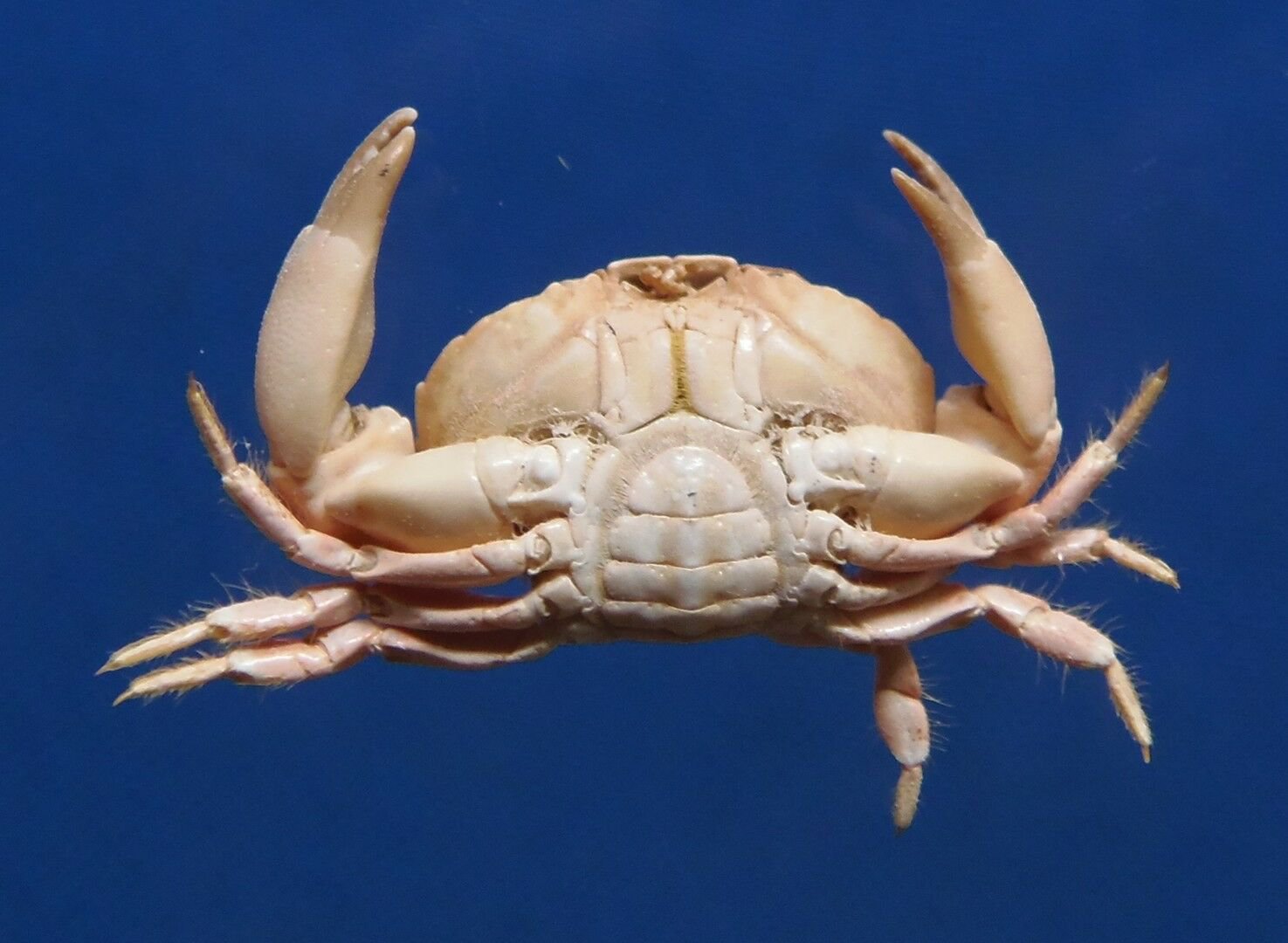 Gems Under the Sea 81467 Round Crab Lachnopodus bidentatus Crab ...