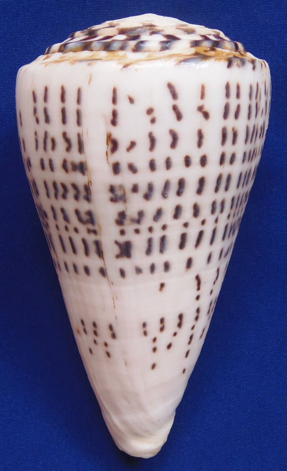 Gems Under the Sea 87353 Seashell Leopard Cone Conus leopardus 143.5 mm