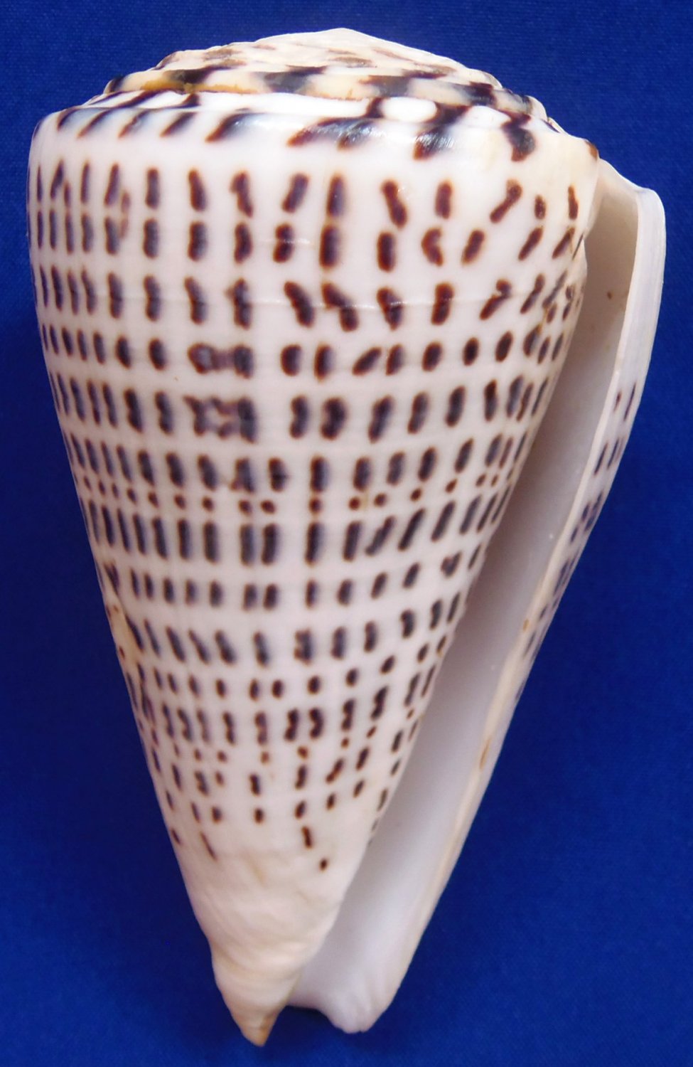 Gems Under the Sea 87353 Seashell Leopard Cone Conus leopardus 143.5 mm