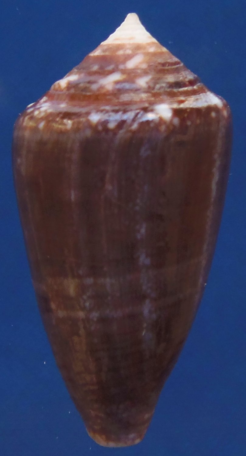 B268 87651 Gems Under the Sea Seashell Cone Snails Conus barbieri 30 mm