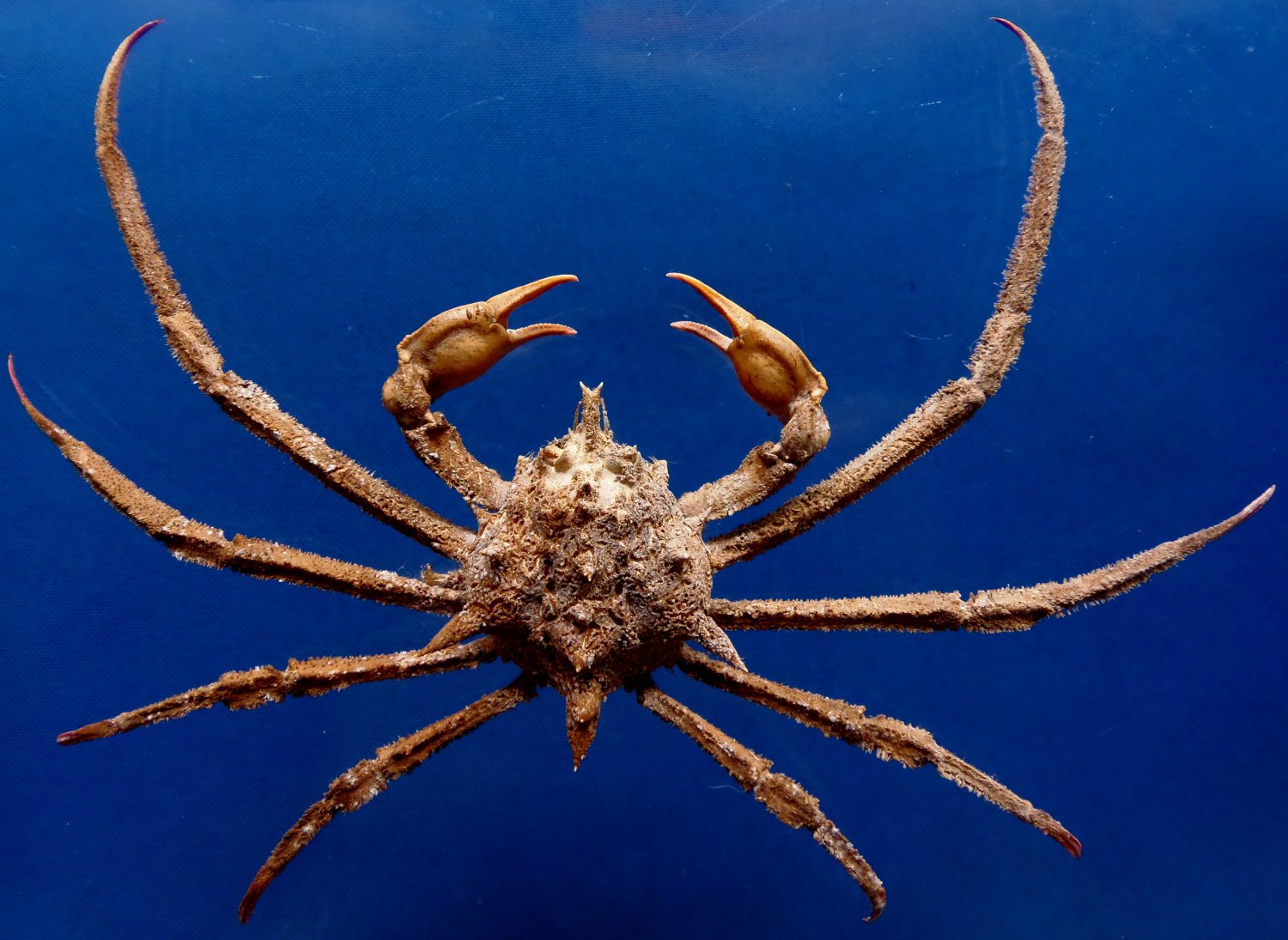 88022 Gems Under the Sea Spider Crab Doclea armata 32 mm