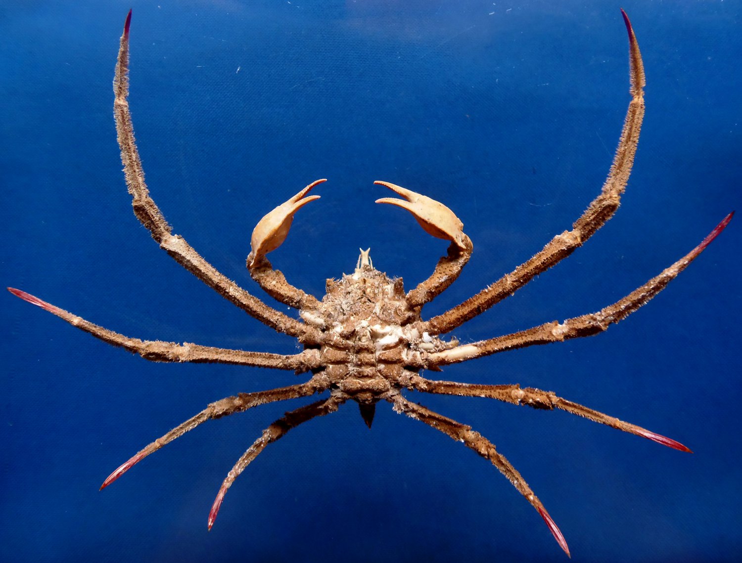 88022 Gems Under the Sea Spider Crab Doclea armata 32 mm