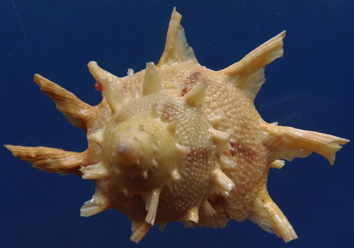 10006 Seashell Girgyllus Star Snail Bolma girgyllus 60 mm