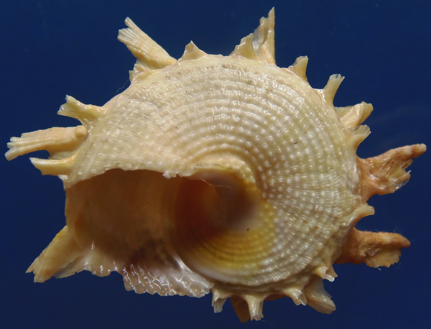 10006 Seashell Girgyllus Star Snail Bolma girgyllus 60 mm