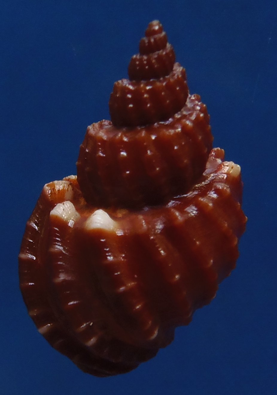 B297 10012 Seashell Trigonostoma textilis 26 mm