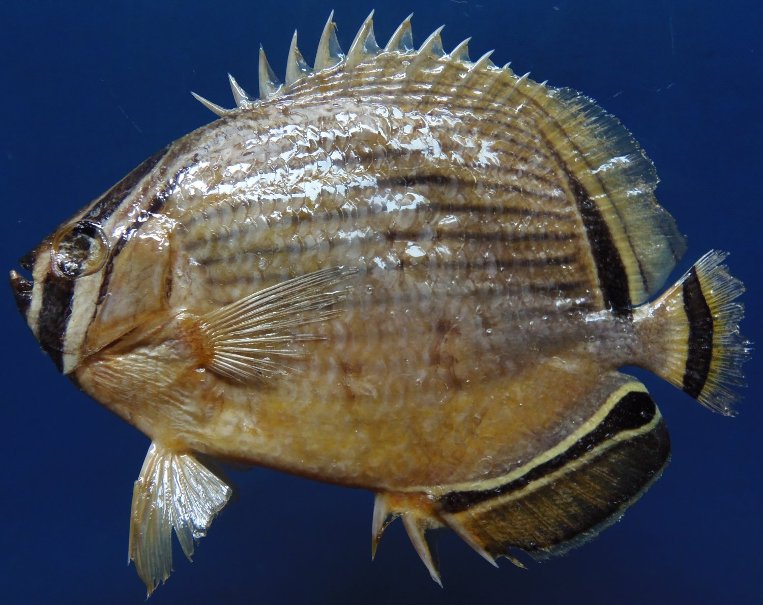 10022 Oval butterflyfish Chaetodon lunulatus 105 mm