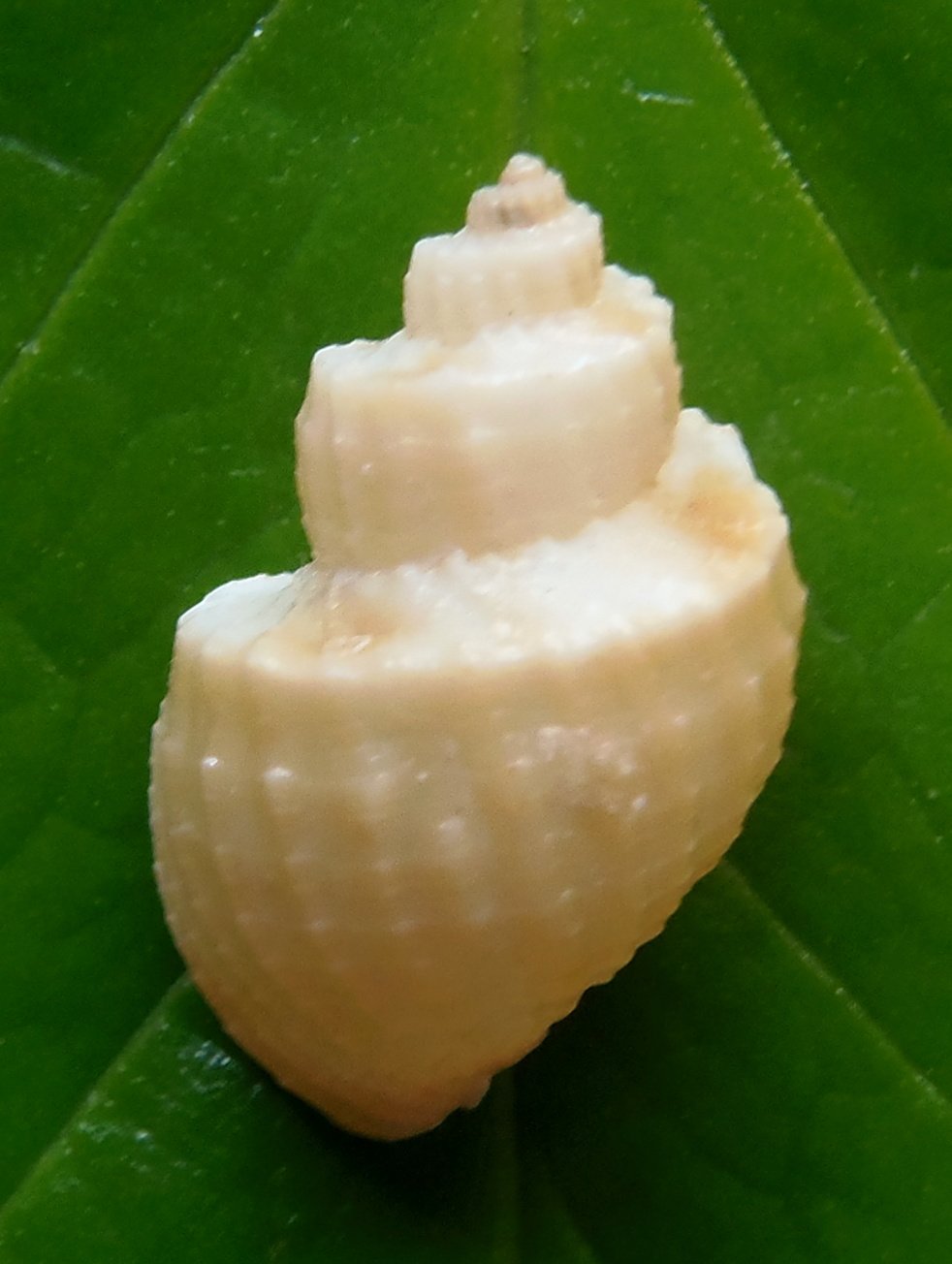 10032 Seashell Nutmeg shell Scalptia contabulata 21 mm