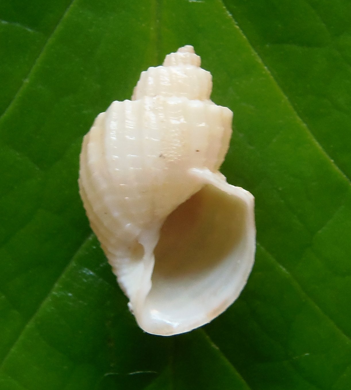 10032 Seashell Nutmeg shell Scalptia contabulata 21 mm