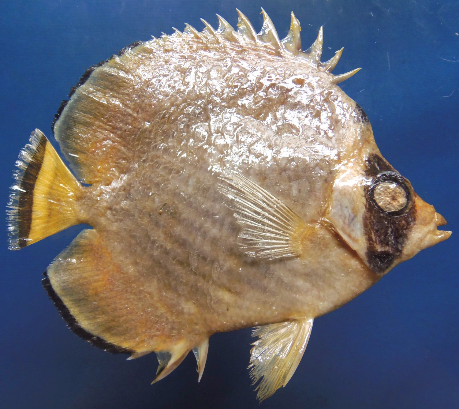 10068 Philippine butterflyfish Chaetodon adiergastos 120 mm