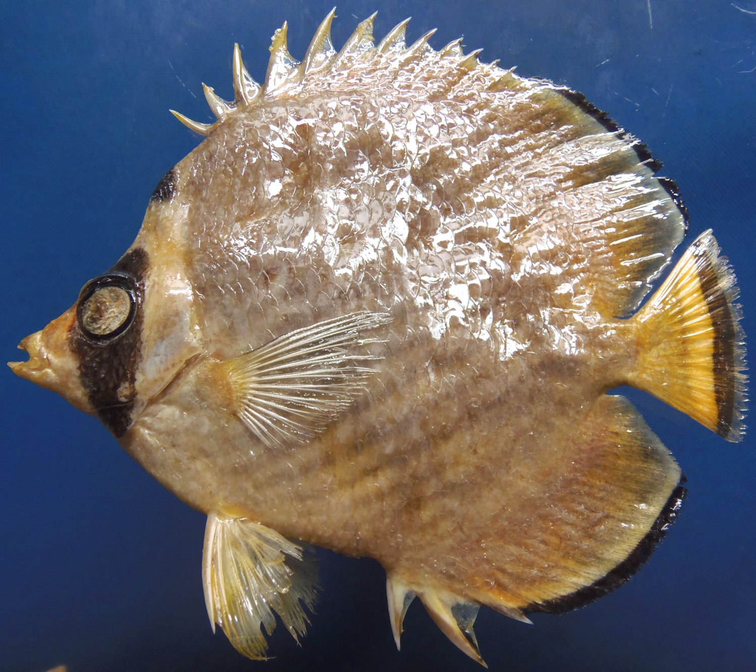 10068 Philippine butterflyfish Chaetodon adiergastos 120 mm
