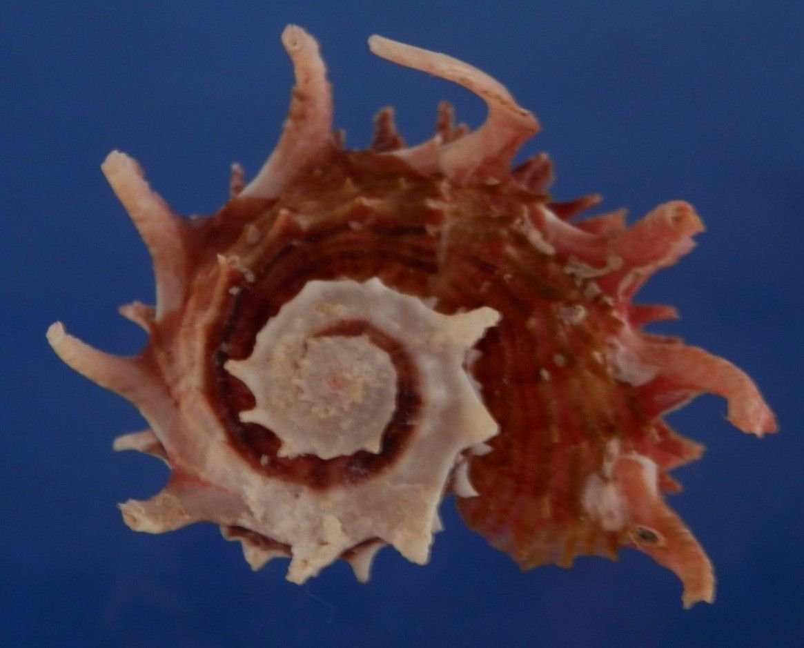 00719 Seashell Angaria poppei, 37.9 mm