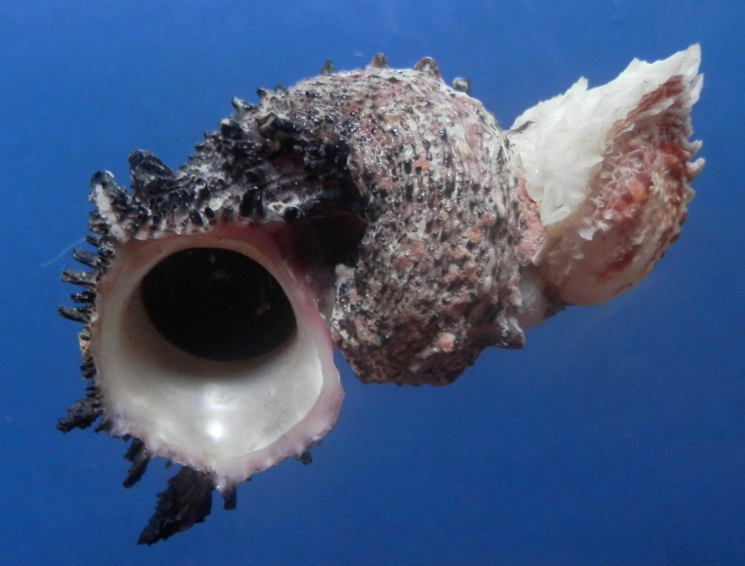 B273 20228 Common delphinula Angaria delphinus 61.2 mm