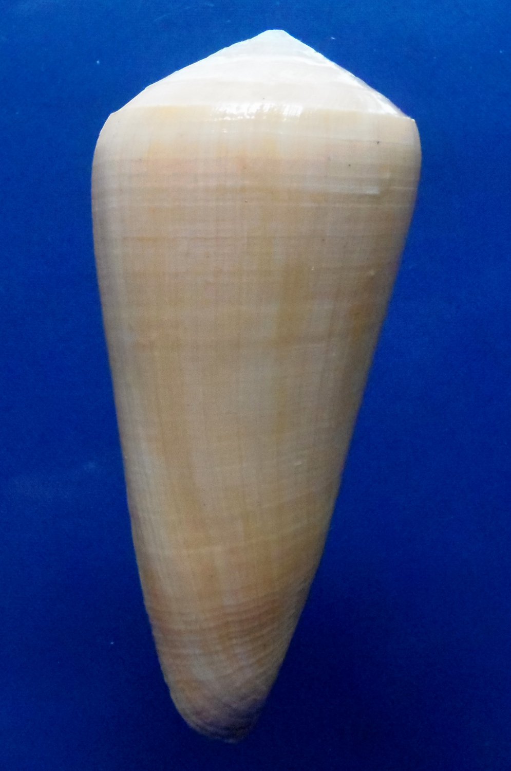 B275 20245 Seashell Cone Snails Conus virgo, 113 mm