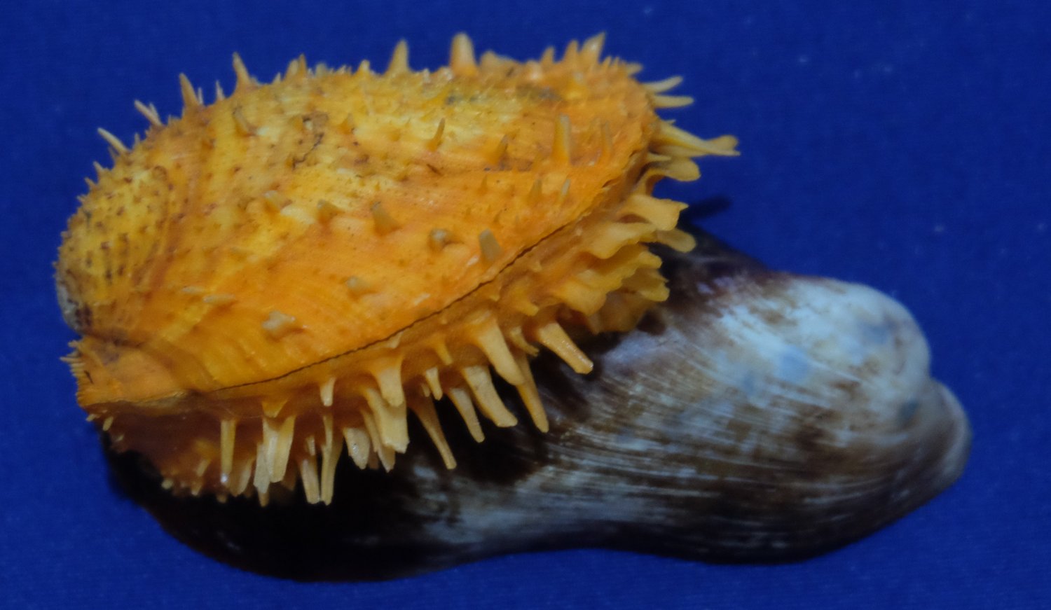 30350 Seashell Bunch of Spondylus Spondylidae sp. 101.7 mm
