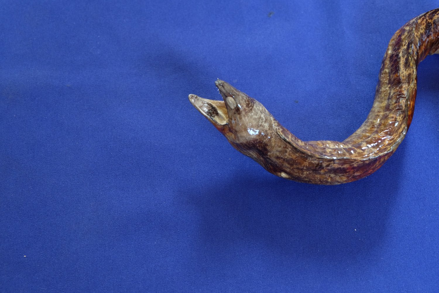 30631 Undulated moray Gymnothorax undulatus 470 mm