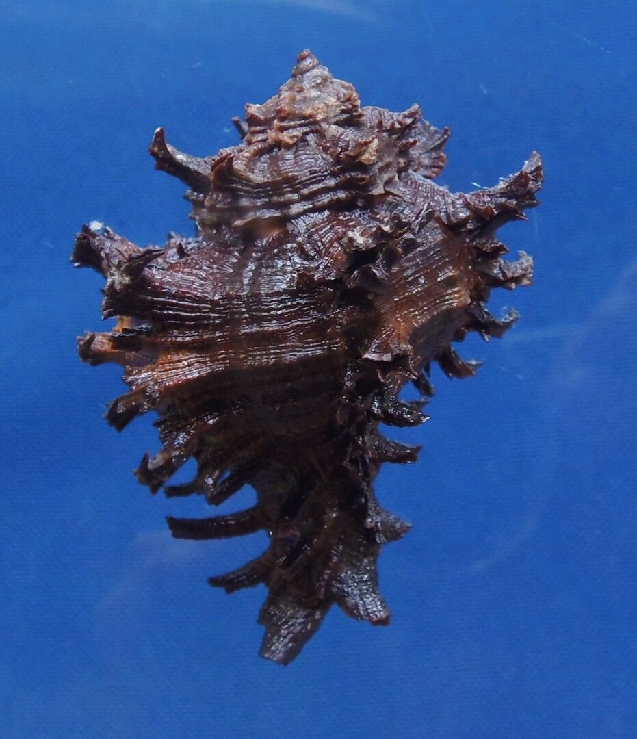 B285 81601 Seashell Branched Murex Chicoreus ramosus, melanistic, 60 mm