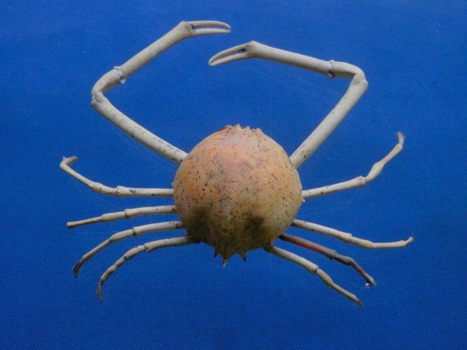 79958 Peeble Crab Parilia major 49 mm