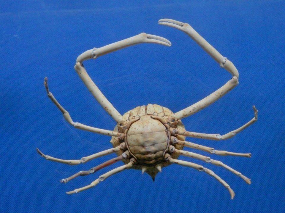 79958 Peeble Crab Parilia major 49 mm