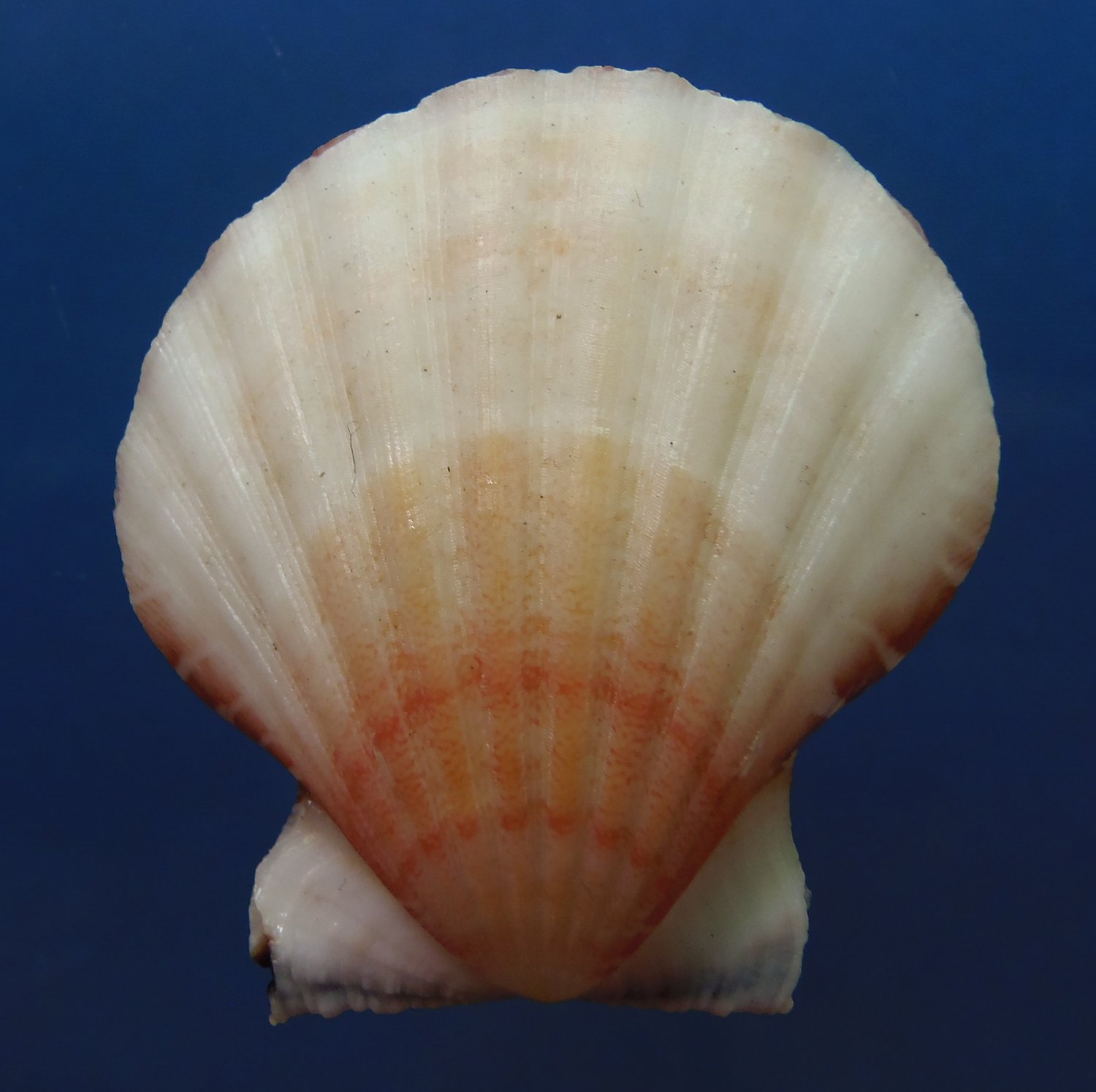 B288 20335 Seashell Distant Scallop Bractechlamys vexillum 47 mm