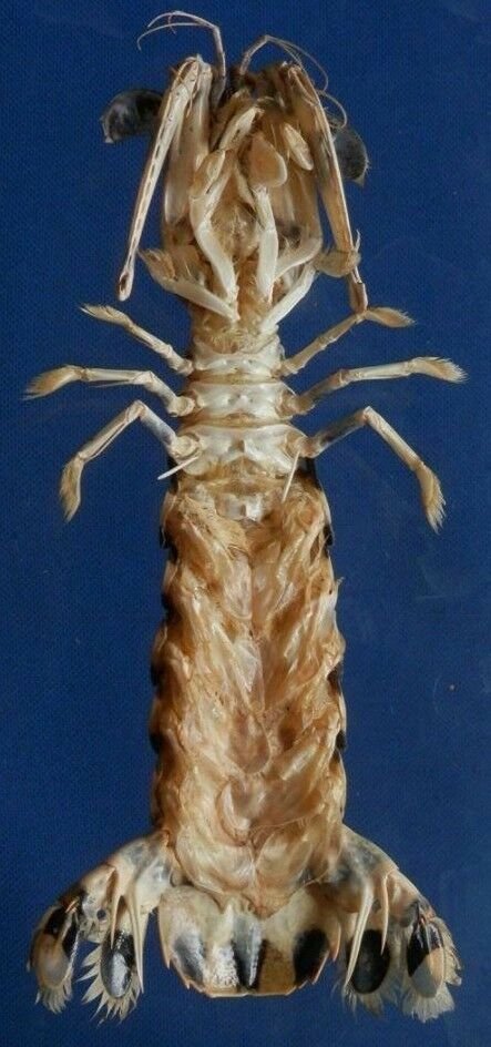 79574 Zebra Mantis Shrimp Lysiosquillina maculata 36 mm Real Crab ...