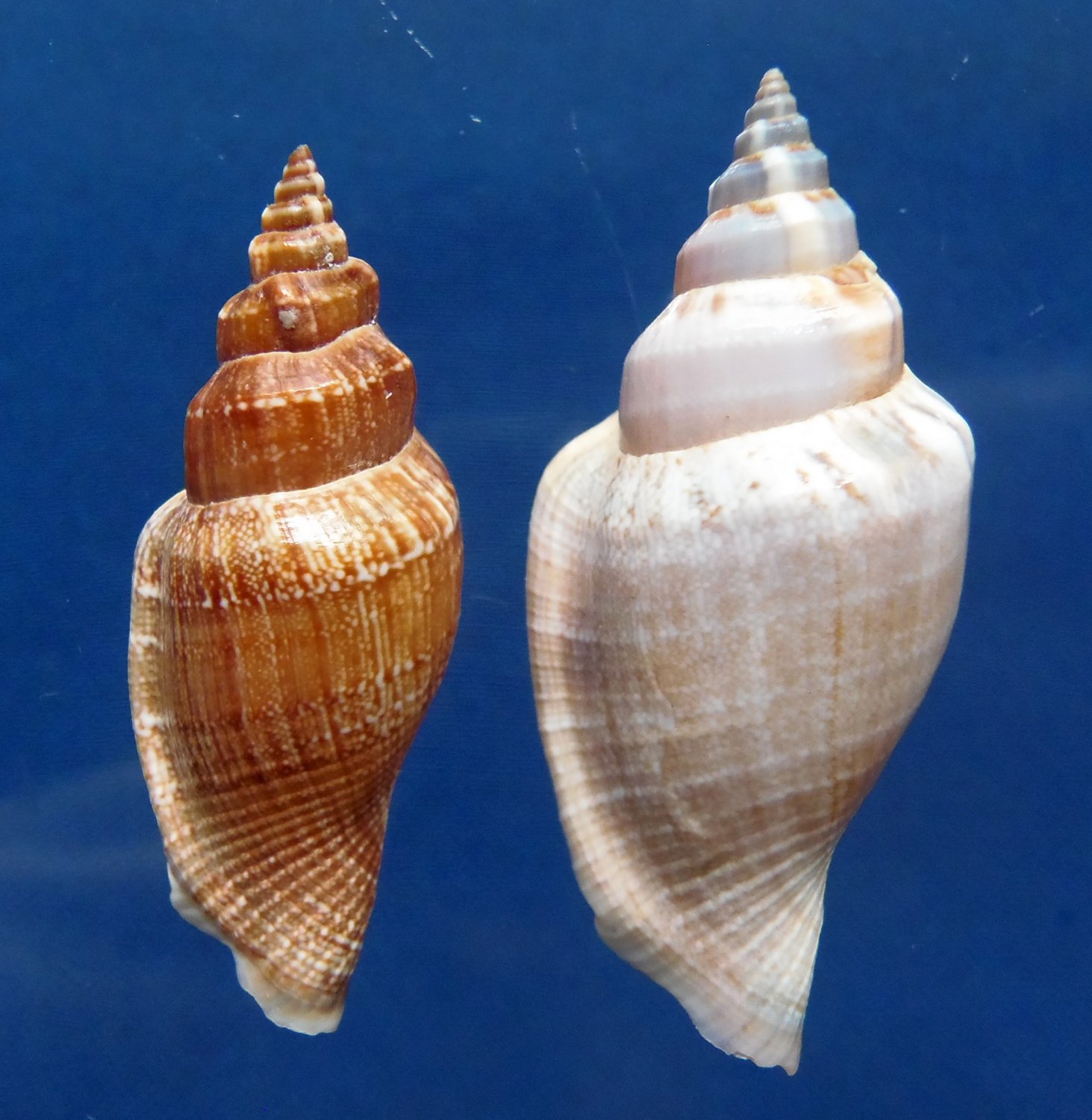 B299 80657 Seashell Strombus urceus urceus, 2 pcs, 46-52 mm