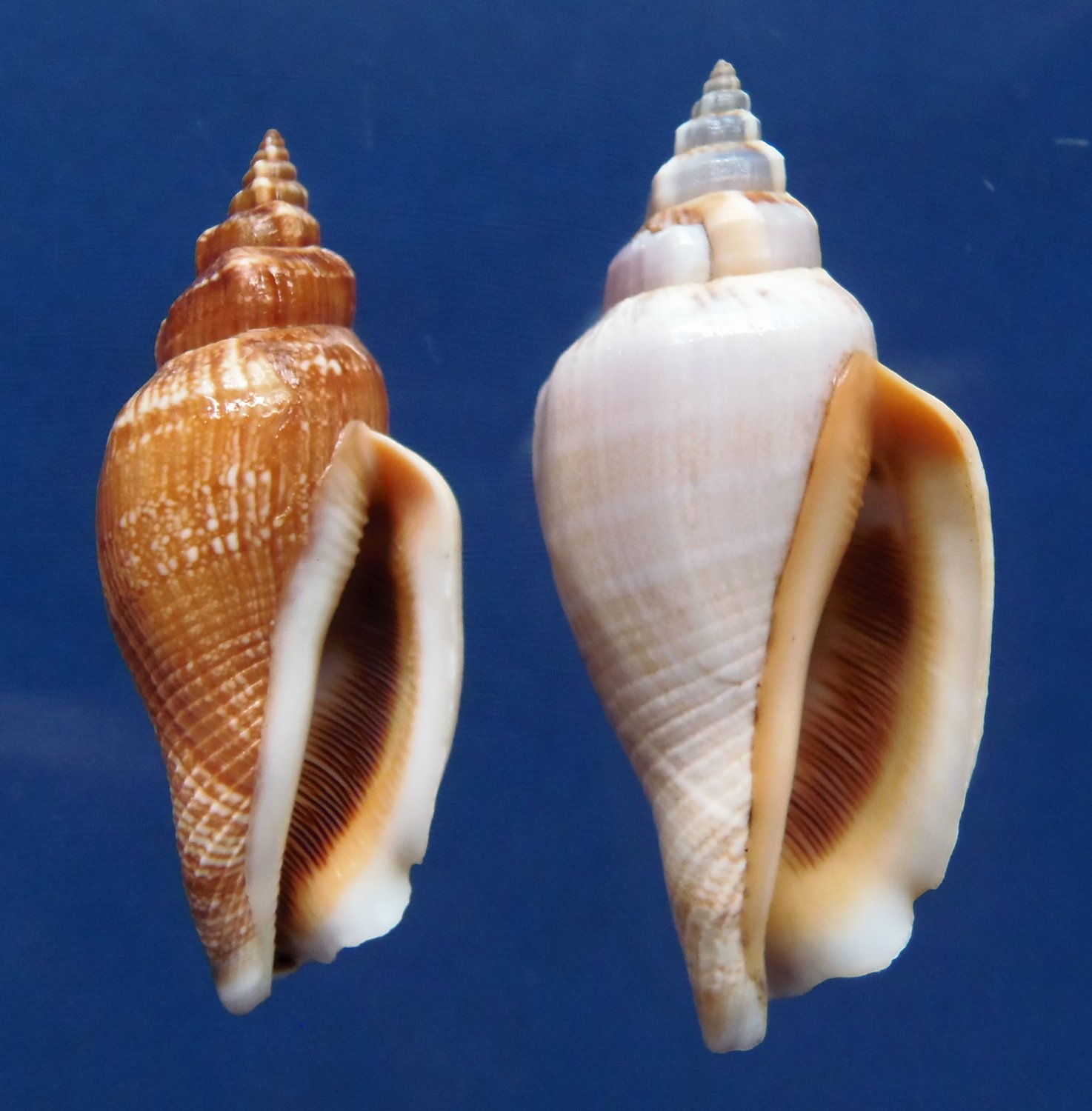 B299 80657 Seashell Strombus urceus urceus, 2 pcs, 46-52 mm