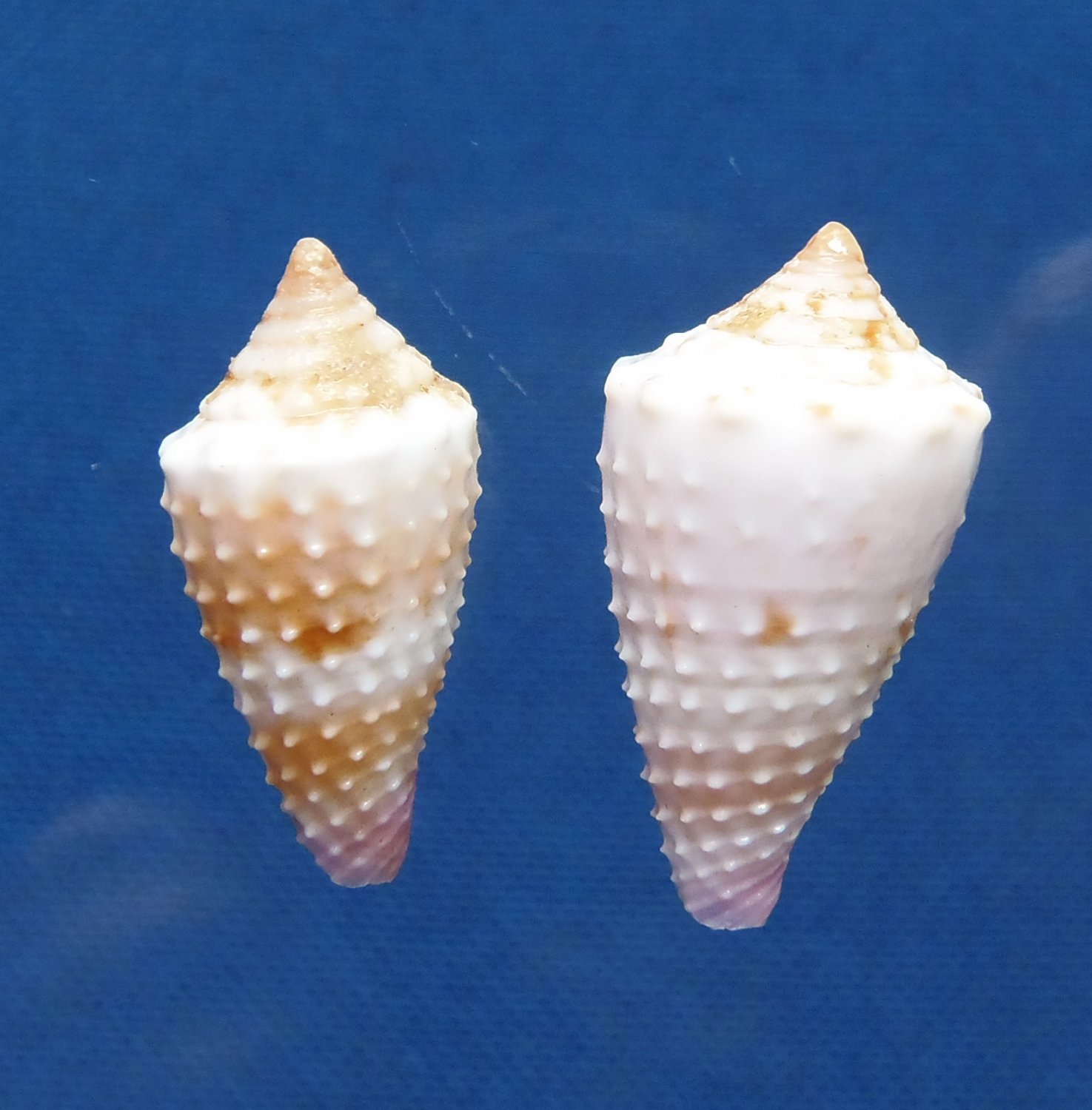 B299 87653 Gems Under the Sea Seashell Cone Snails Conus floridulus 24. ...