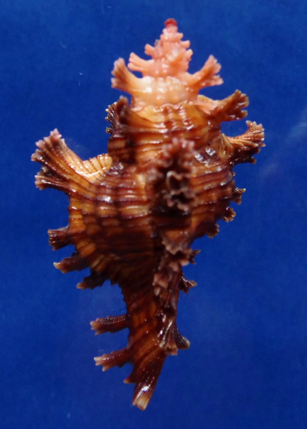 B300 20466 Chicoreus saulii, 55 mm